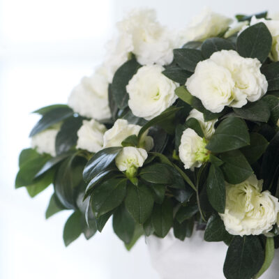 azalea kopen bij Azaleashop | dé webshop voor kamerazalea's